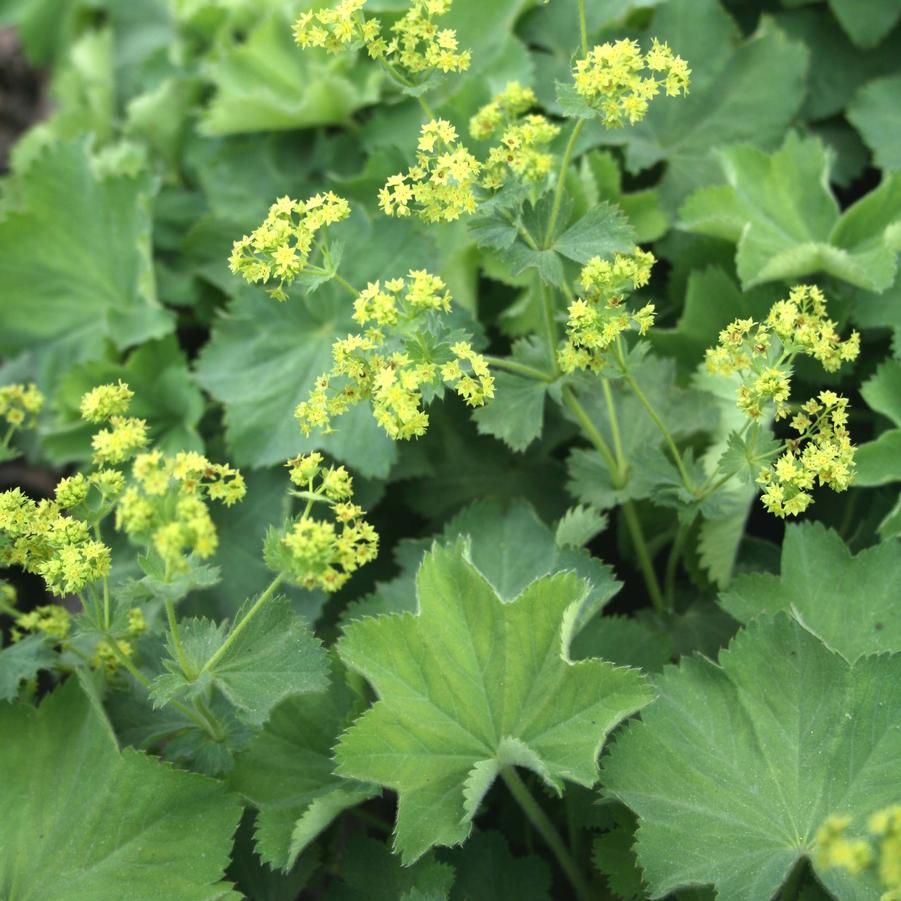 Alchemilla mollis 'Select' Lady's Mantle from Sandy's Plants