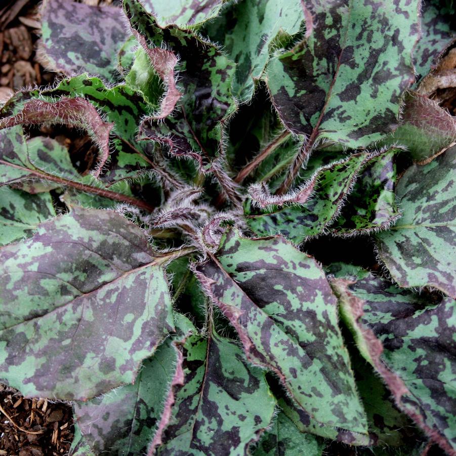 Hieracium maculatum 'Leopard' Spotted Hawkweed from Sandy's Plants