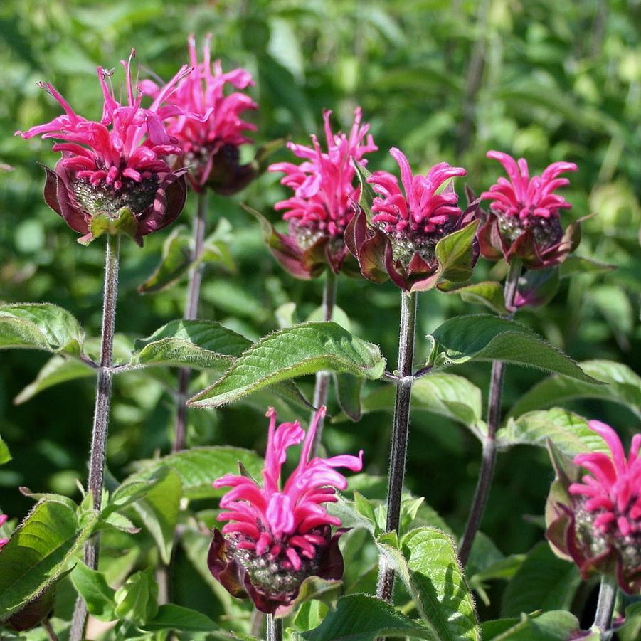 Monarda didyma 'Pink Lace' Bee Balm from Sandy's Plants
