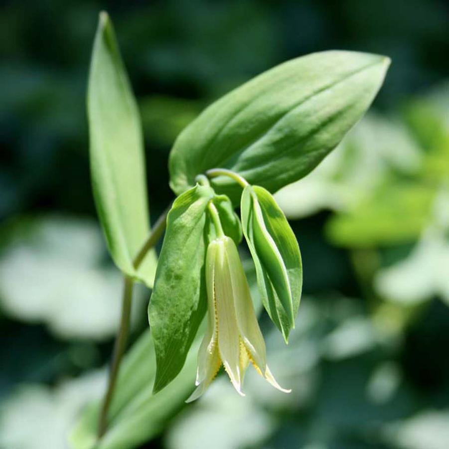 Uvularia Grandiflora Huigkruid Uvularia Grandiflora Var. Pallida