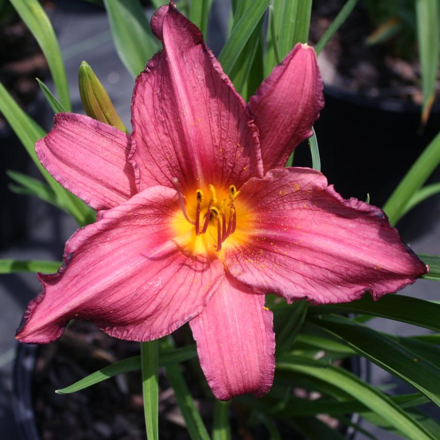 Hemerocallis 'Summer Wine' Daylily from Sandy's Plants