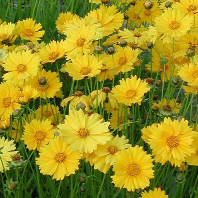 Coreopsis grandiflora Sunray | Sandy's Plants