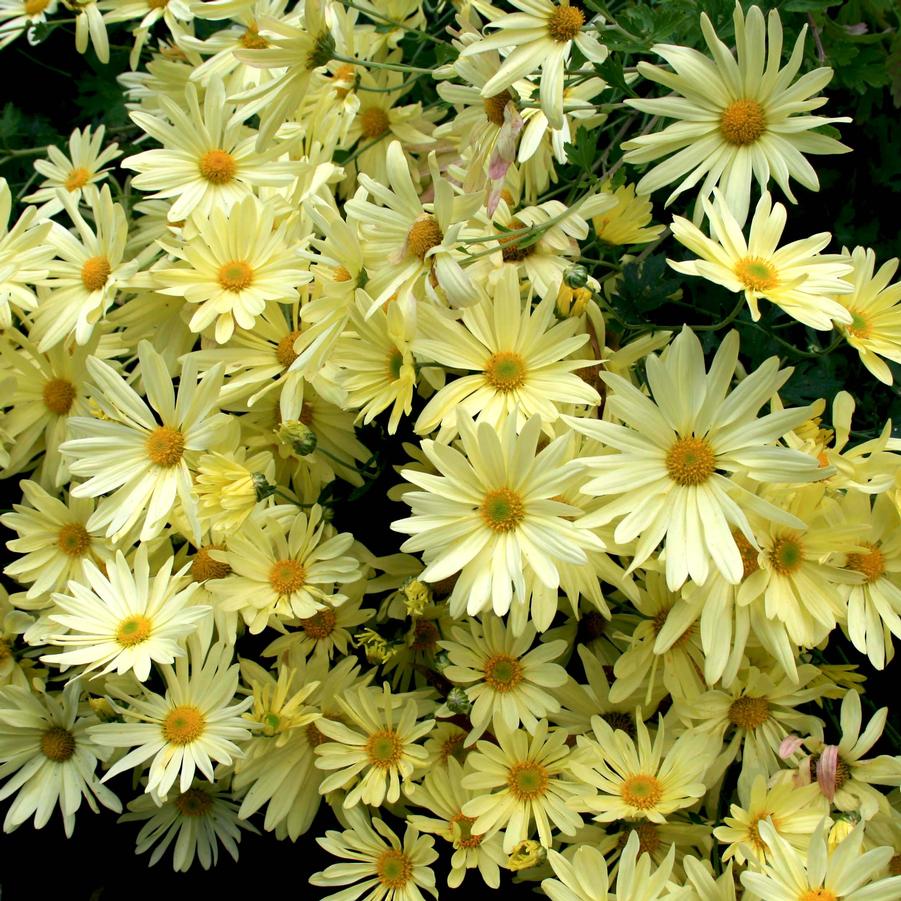 Dendranthema Chrysanthemum Legal Pad Yellow Cushion Mum From Sandy Dendranthema Chrysanthemum Legal Pad Yellow Cushion Mum From Sandy