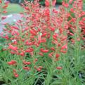 Sandy's Plants, Inc. Rare and Unusual Perennials